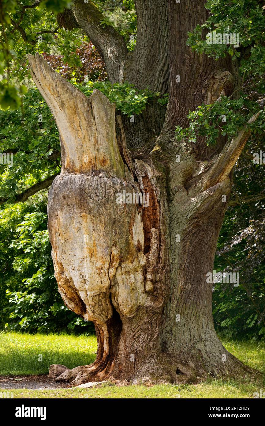 very old, large oak with dead trunk due to lightning and tree canker ...