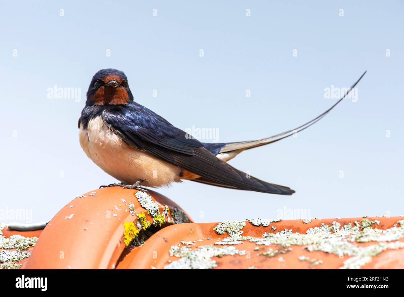barn swallow (Hirundo rustica), perching on a roof ridge, side view ...