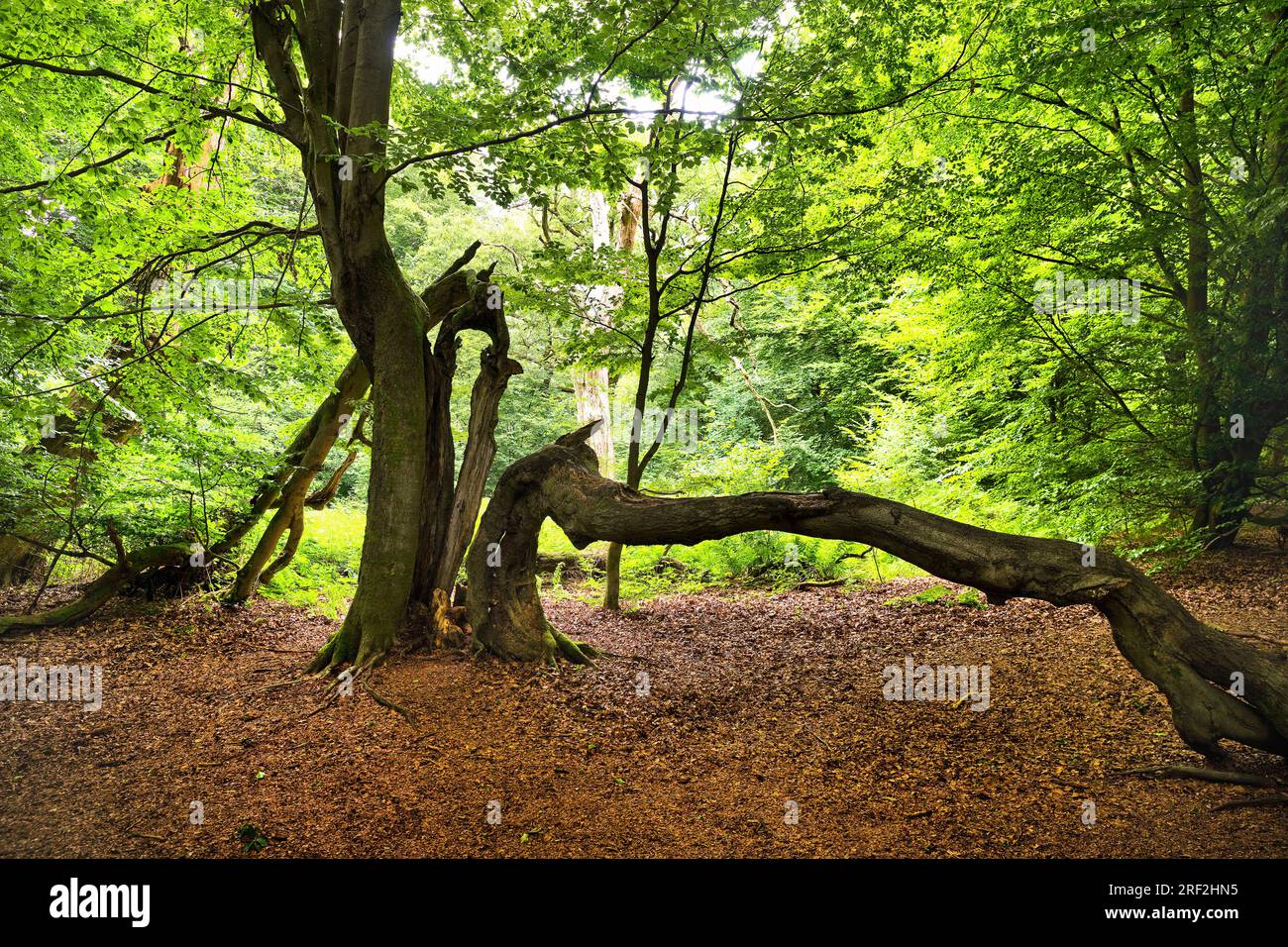 common beech (Fagus sylvatica), old fallen tree in Urwald Sababurg ...