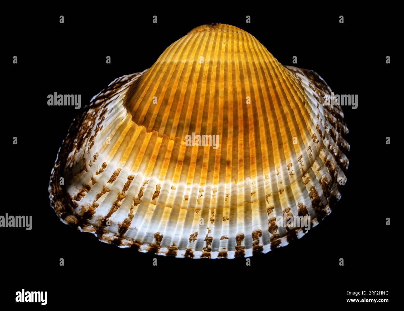 Black shell mussels hi-res stock photography and images - Alamy