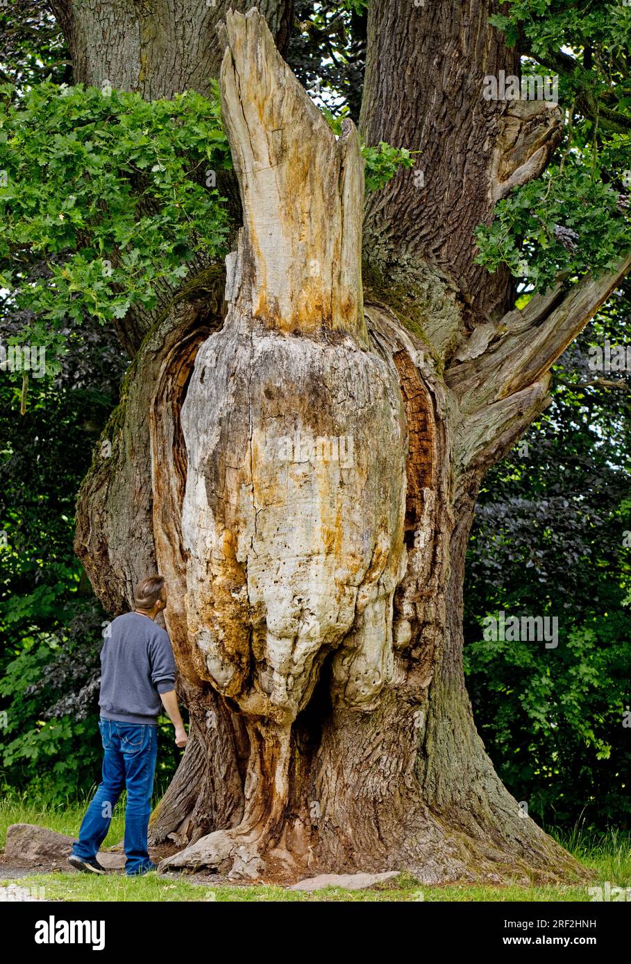 man looking at a very old, large oak with dead trunk due to lightning ...
