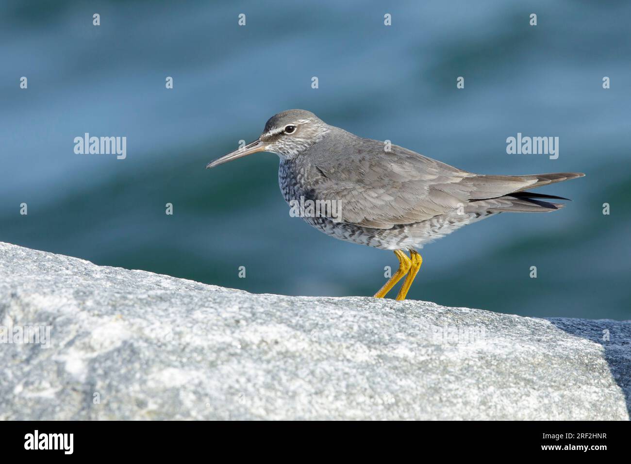 wandering tattler (Heteroscelus incanus, Tringa incana), adult breeding ...