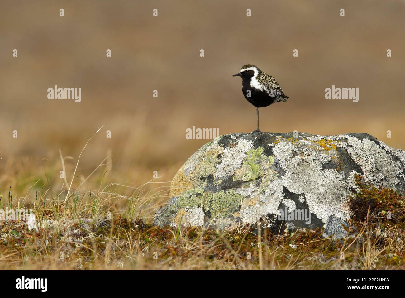 Pacific golden plover (Pluvialis fulva), adult male in breeding plumage ...