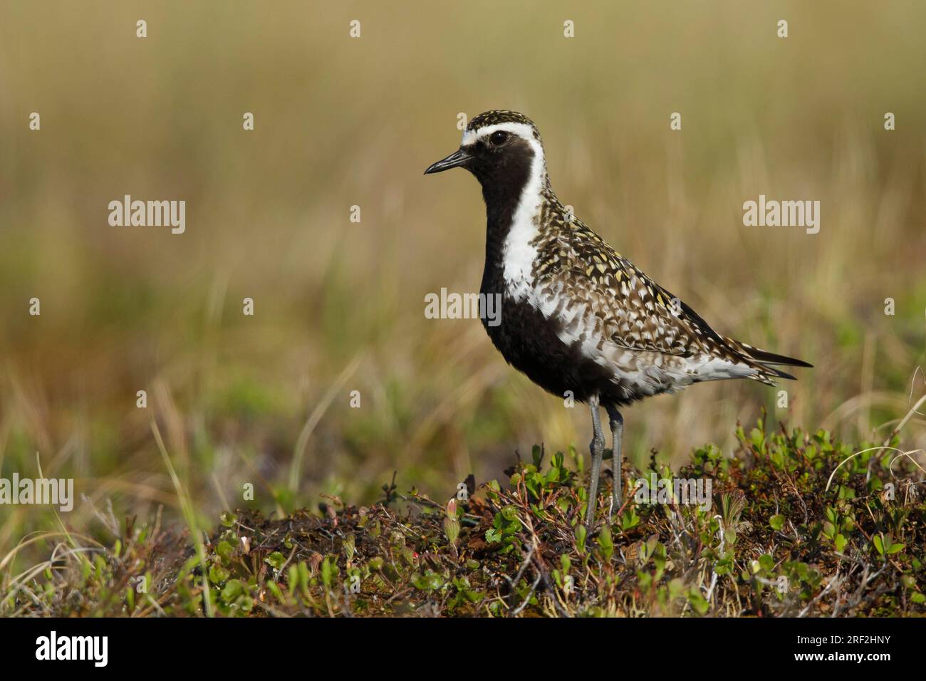 Pacific golden plover (Pluvialis fulva), adult male in breeding plumage ...