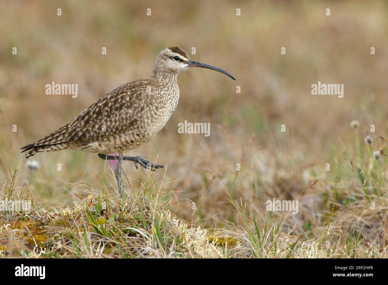 Hudsonian Curlew (Numenius hudsonicus), adult walking in tundra, USA ...