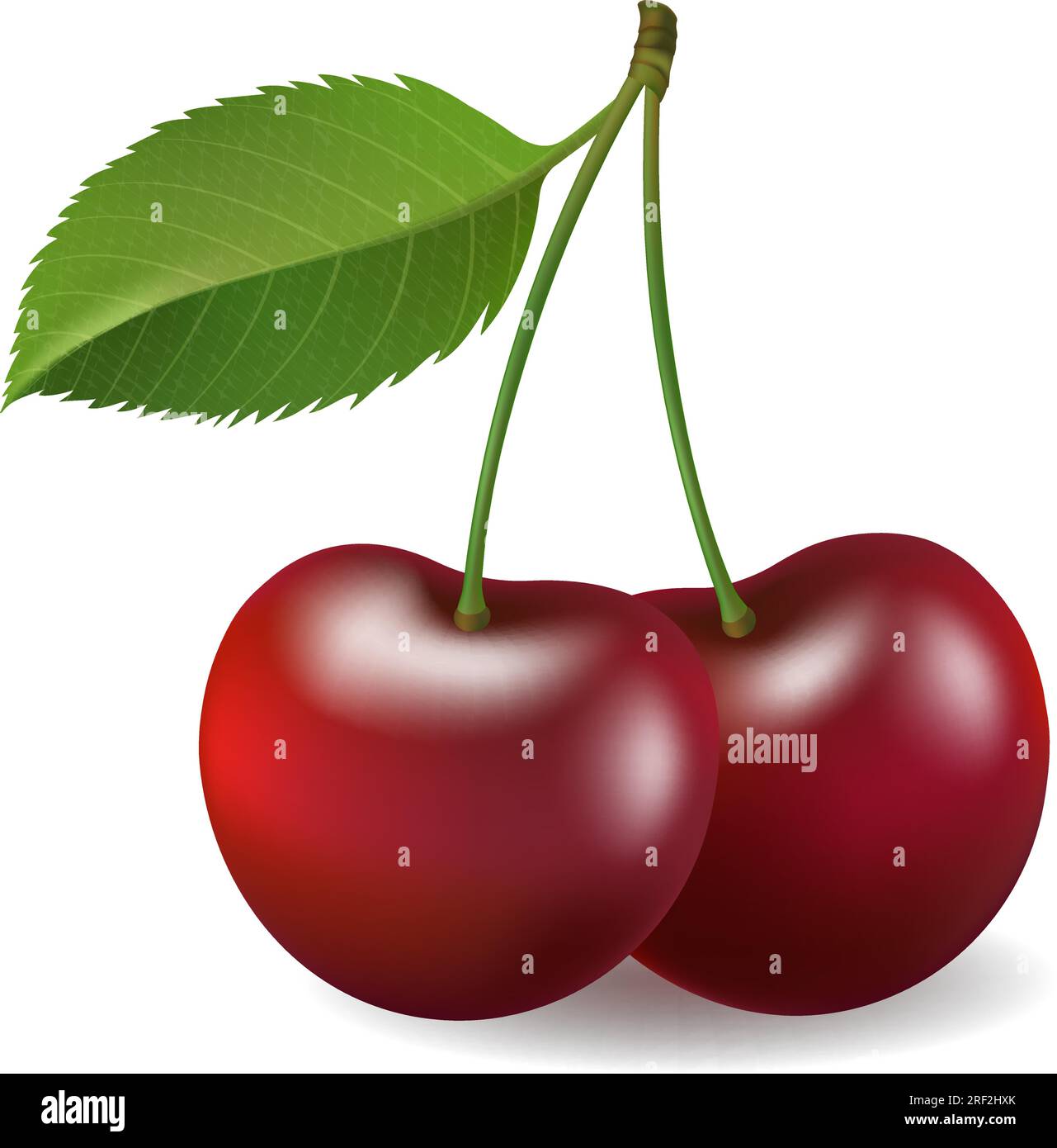 Realistic cherry isolated Stock Vector Image & Art - Alamy