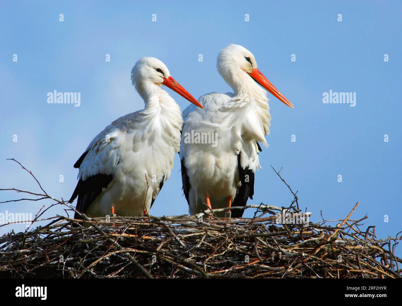 white stork (Ciconia ciconia), pair standing on their nest, Netherlands ...
