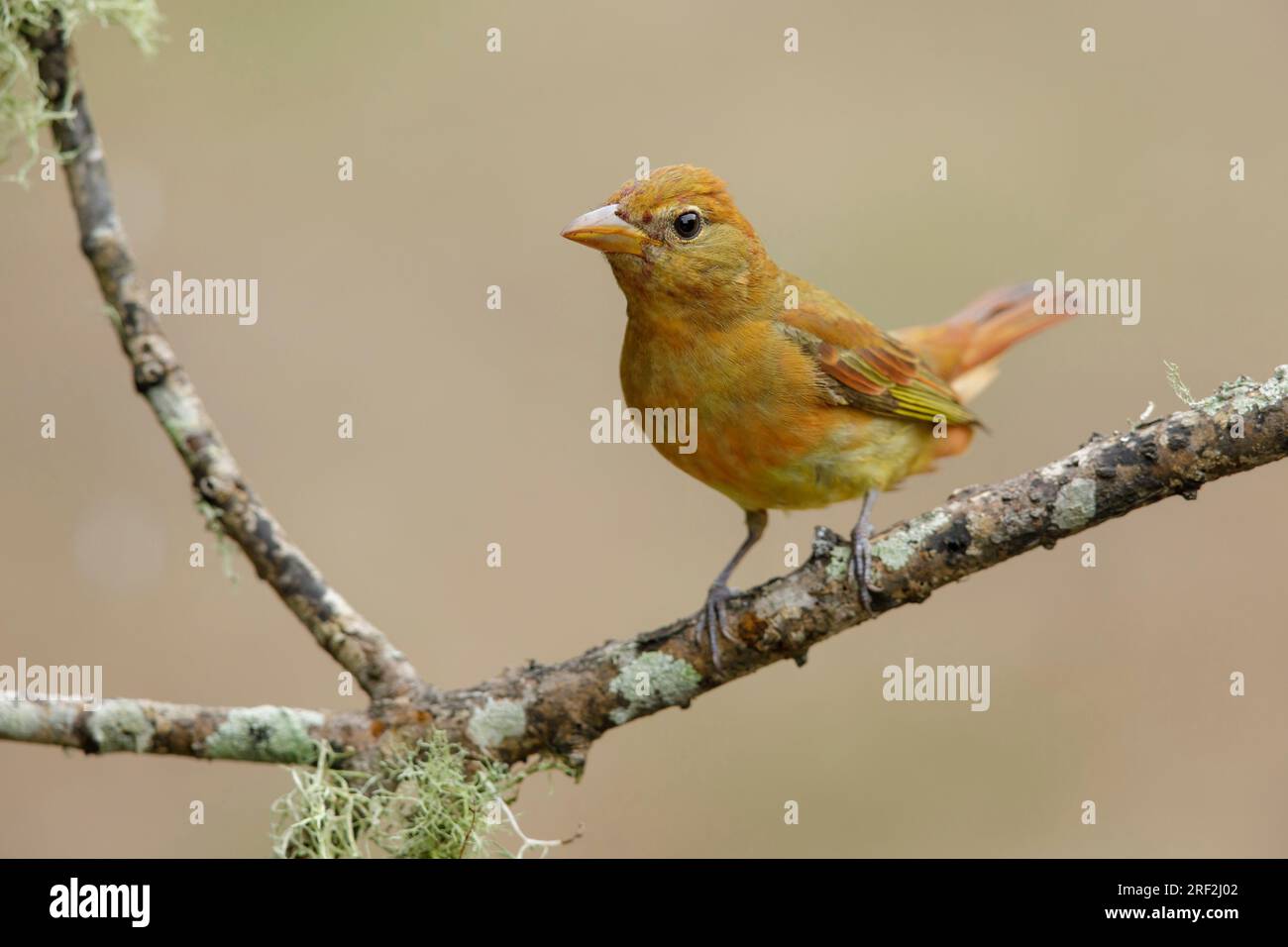 Female summer tanager hi-res stock photography and images - Alamy