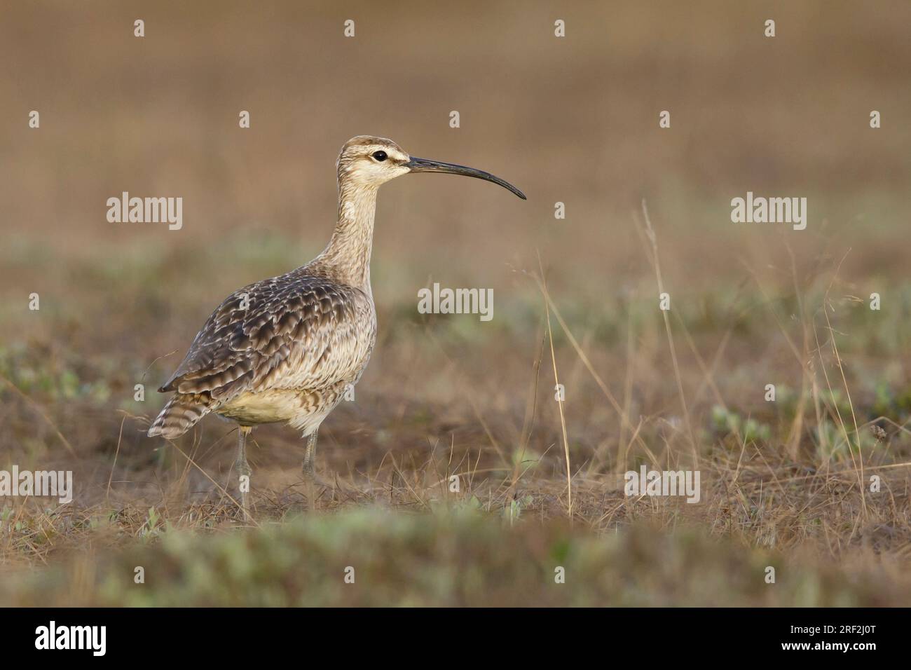 Hudsonian Curlew (Numenius hudsonicus), on the ground, USA, Alaska ...