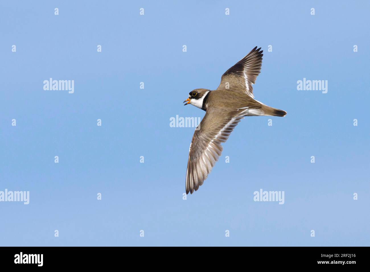 semi-palmated plover (Charadrius semipalmatus), adult in breeding ...
