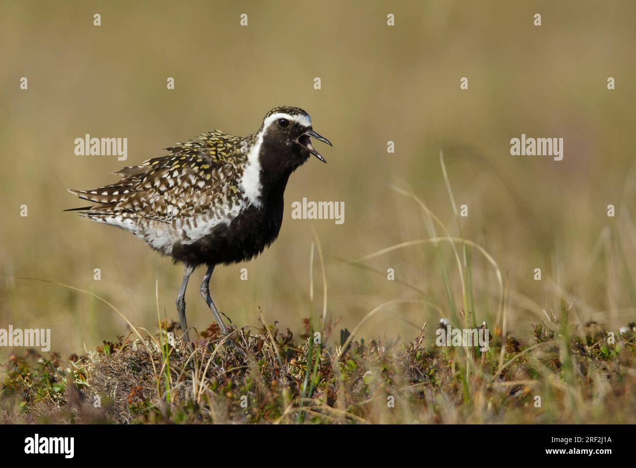 Pacific golden plover (Pluvialis fulva), adult male in breeding plumage ...