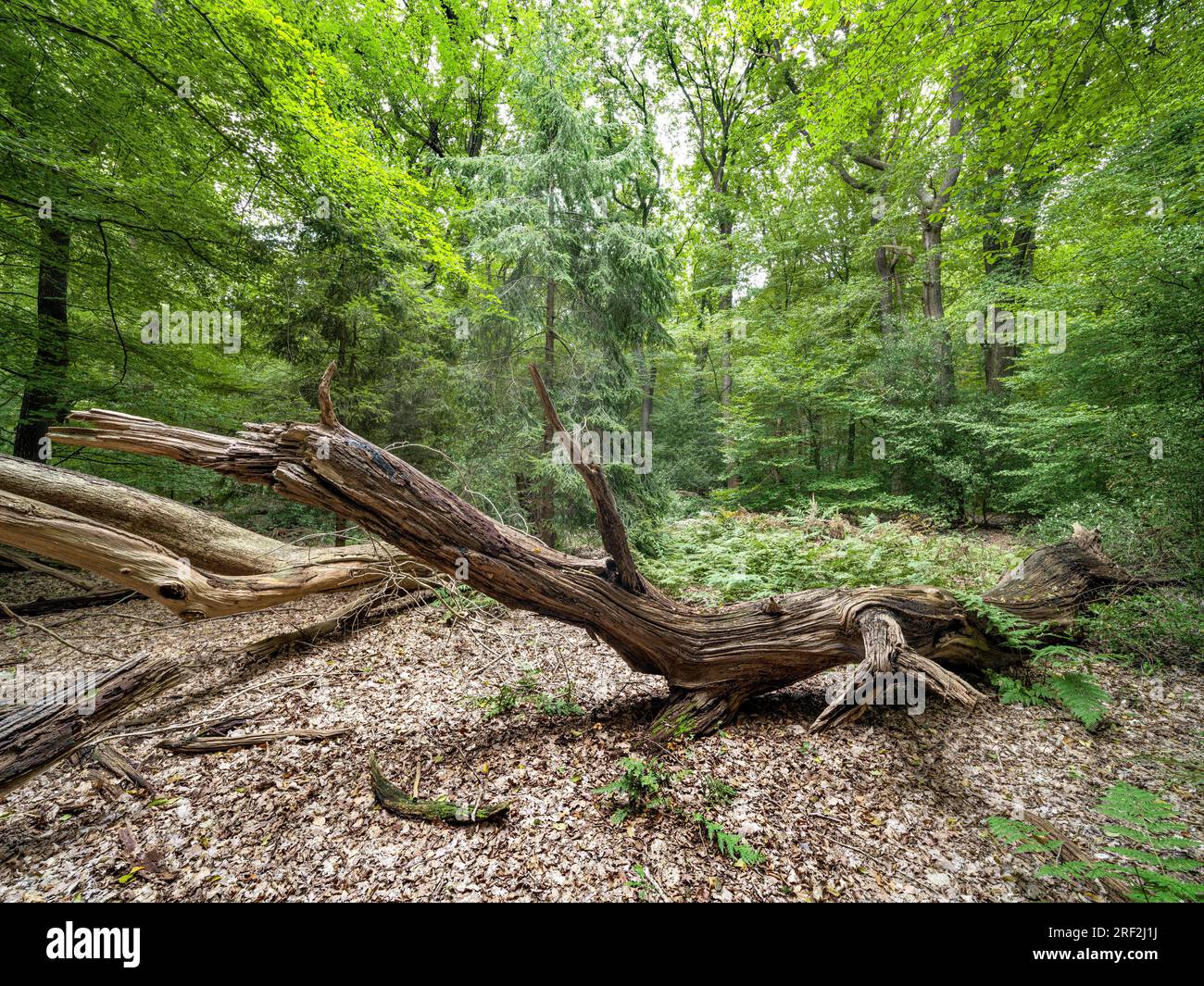 The tree tree trees trees trunk trunks urwald wood woods hi-res stock ...
