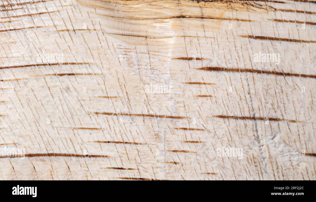 Sycamore wood panel hi-res stock photography and images - Alamy