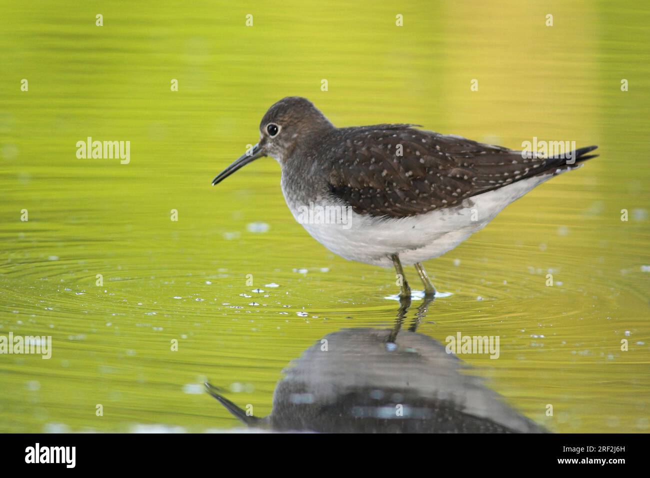 Mudflat bird hi-res stock photography and images - Alamy