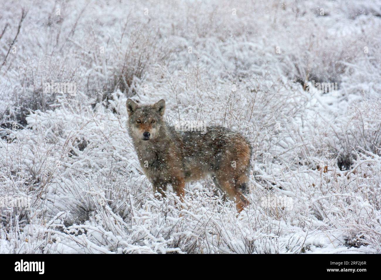 Iranian gray wolf, Indian Wolf (Canis lupus pallipes, Canis pallipes ...