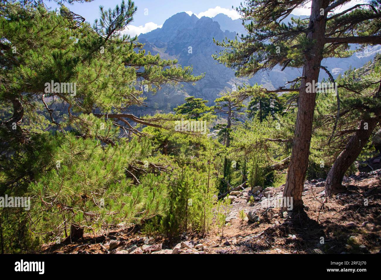 Corsican pine, Corsican black pine (Pinus nigra subsp. laricio, Pinus ...