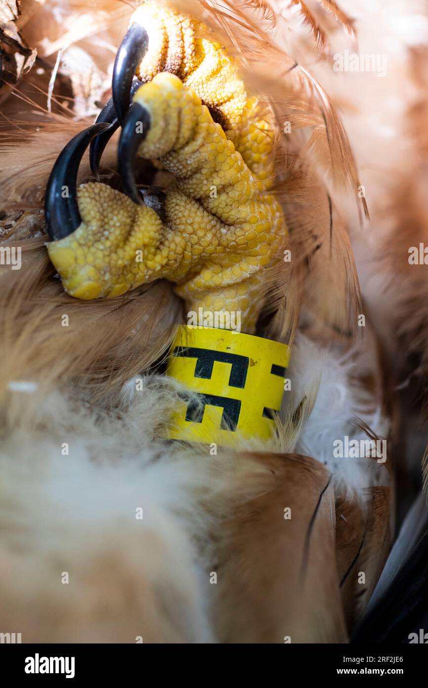 red kite (Milvus milvus), was ringed, bird claw with bird ring ...