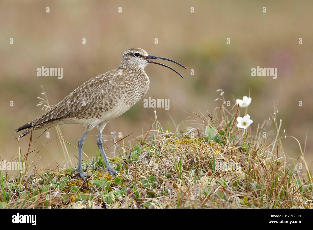 Hudsonian Curlew (Numenius hudsonicus), adult in tundra, USA, Alaska ...