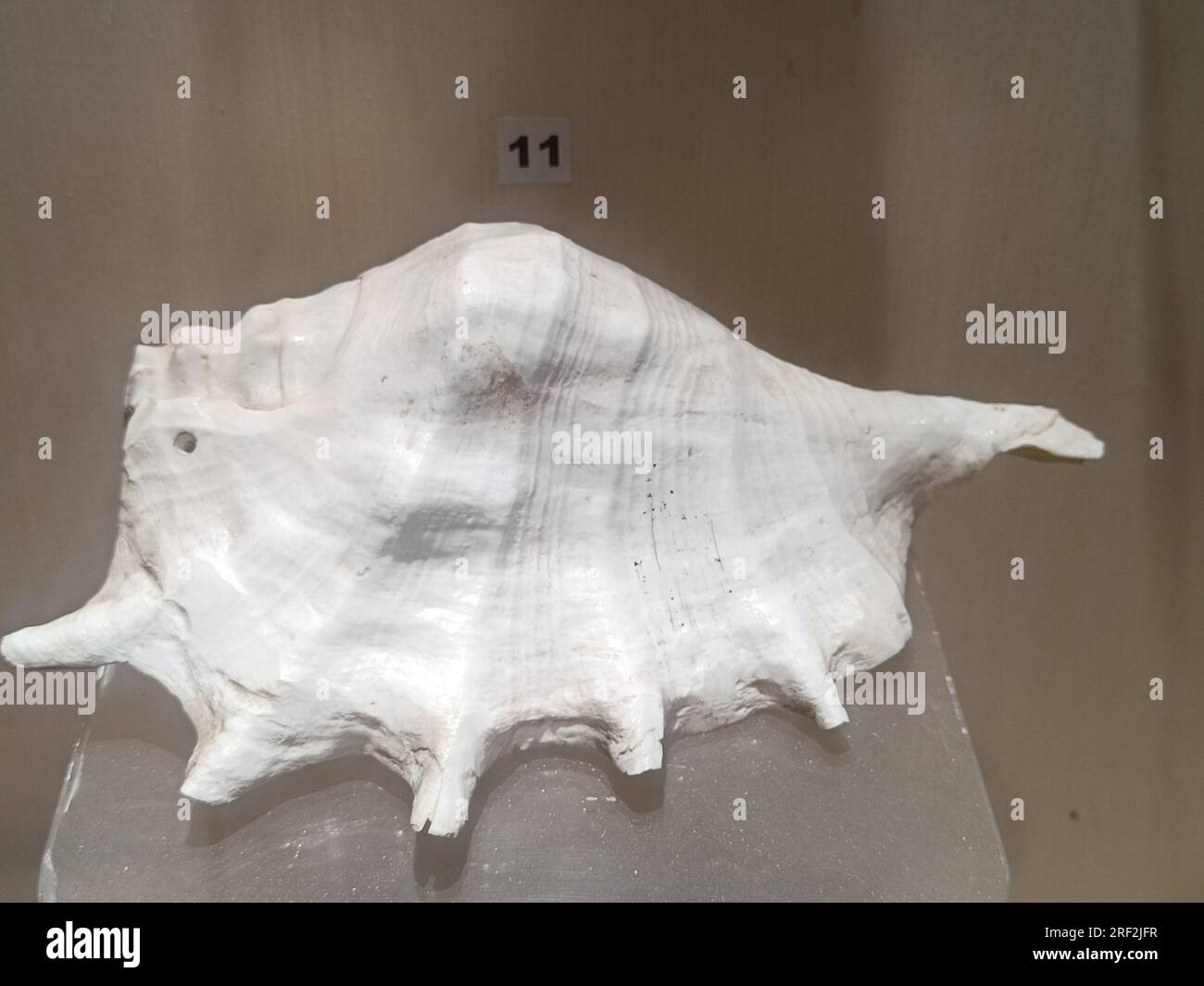 Panchamukhi conch, Panch mukhi shankha Stock Photo - Alamy