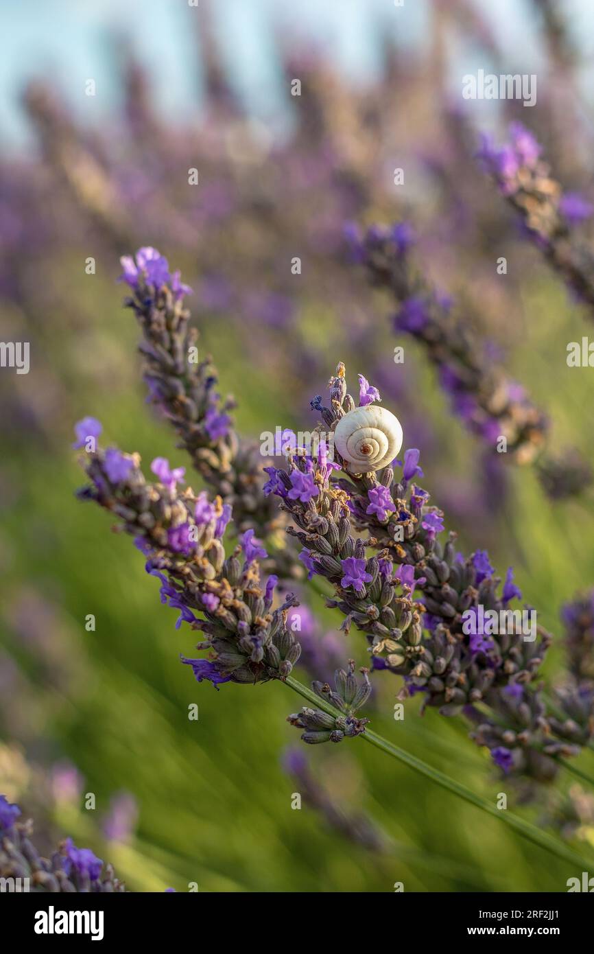 Lavande branch hi-res stock photography and images - Alamy