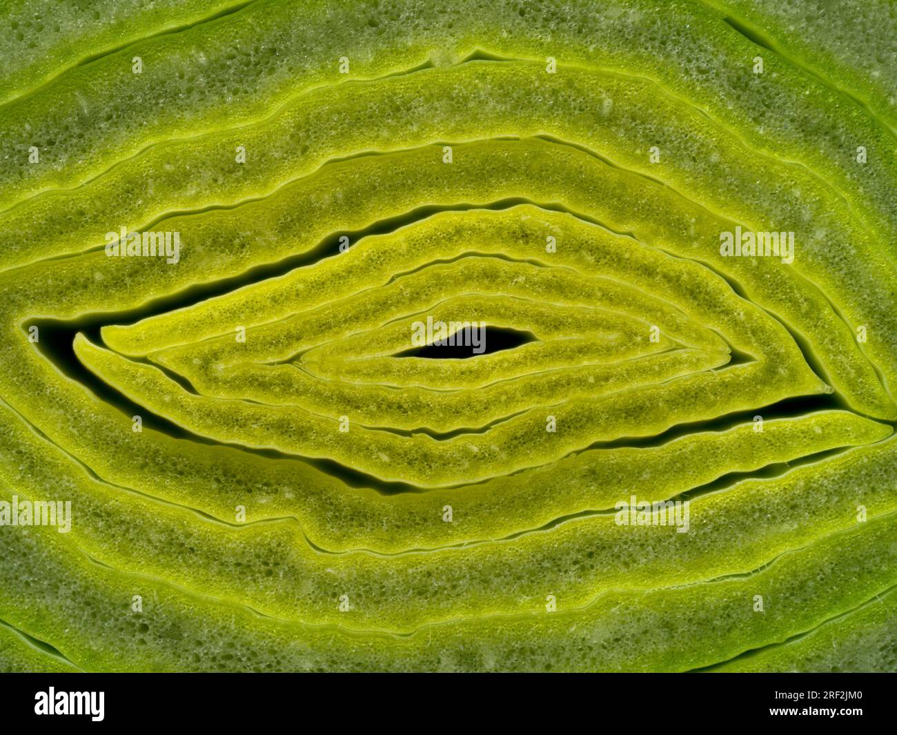 Leek (Allium porrum, Allium ampeloprasum var. porrum), cross section of ...