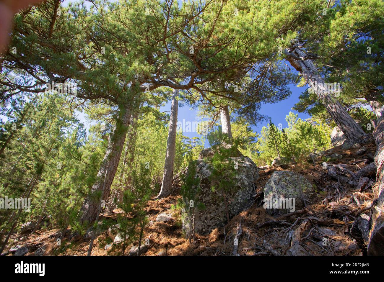 Corsican pine, Corsican black pine (Pinus nigra subsp. laricio, Pinus ...