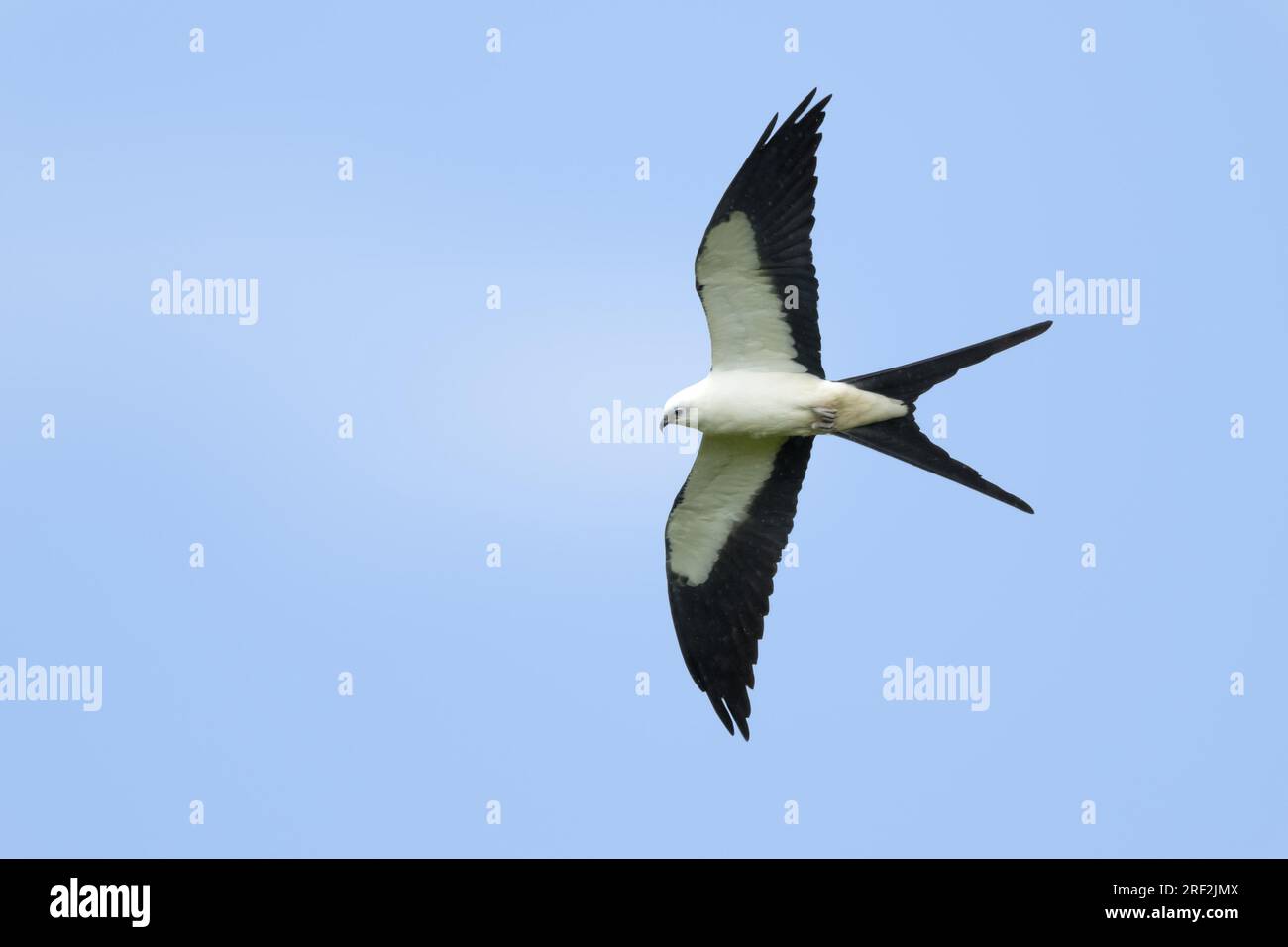 swallow-tailed kite (Elanoides forficatus), in flight from below, USA ...