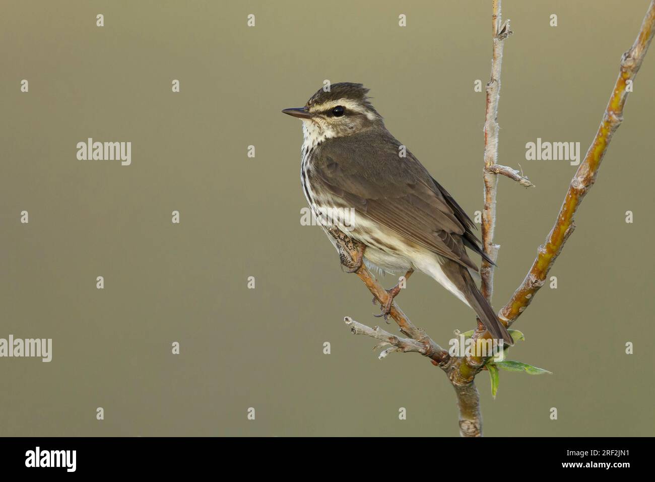 northern water-thrush (Seiurus noveboracensis, Parkesia noveboracensis ...