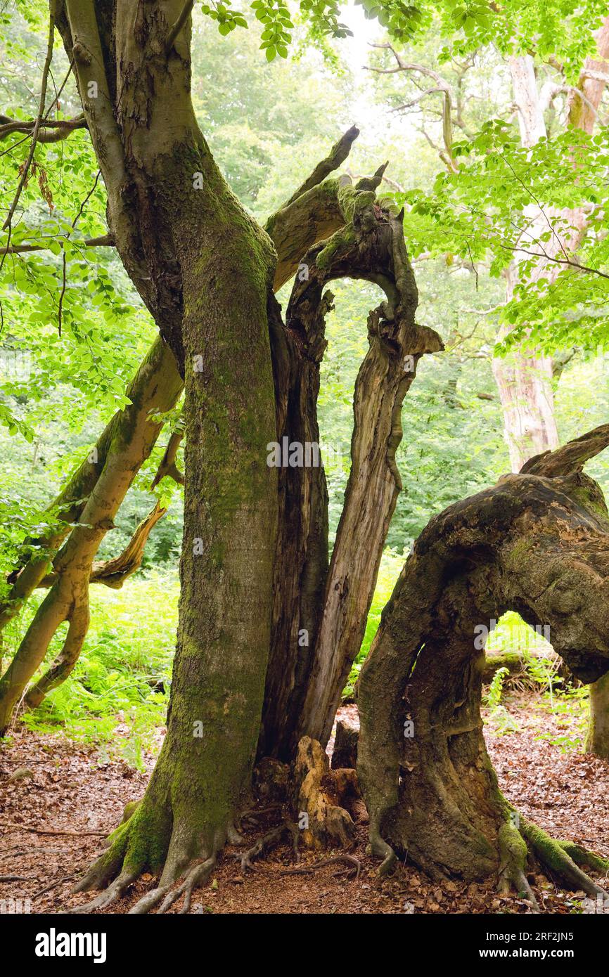 common beech (Fagus sylvatica), old fallen tree in Urwald Sababurg ...