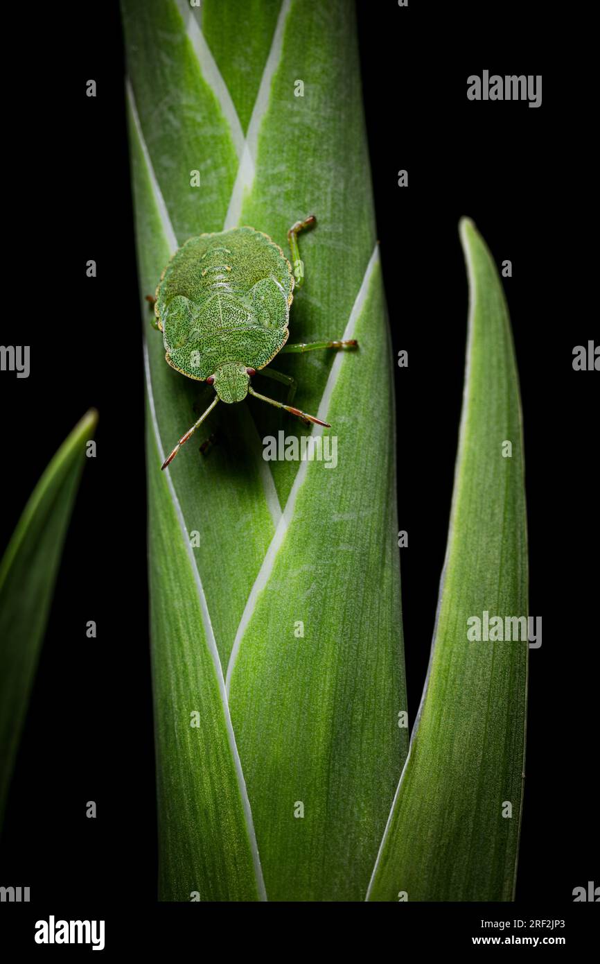 Macro close up of a common green shield bug Stock Photo - Alamy