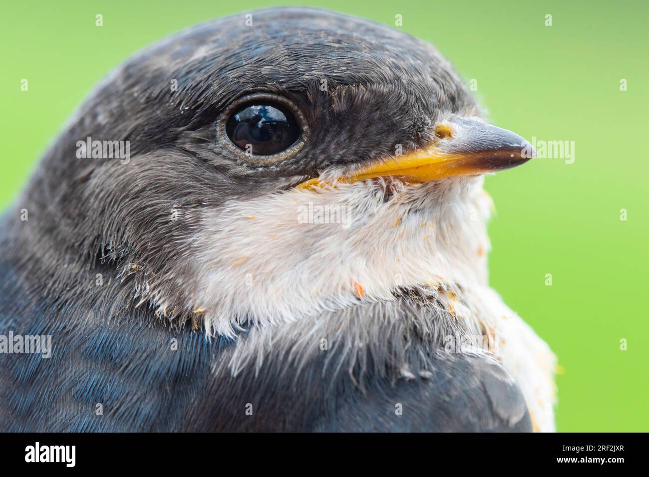 common house martin (Delichon urbica, Delichon urbicum), juvenile ...
