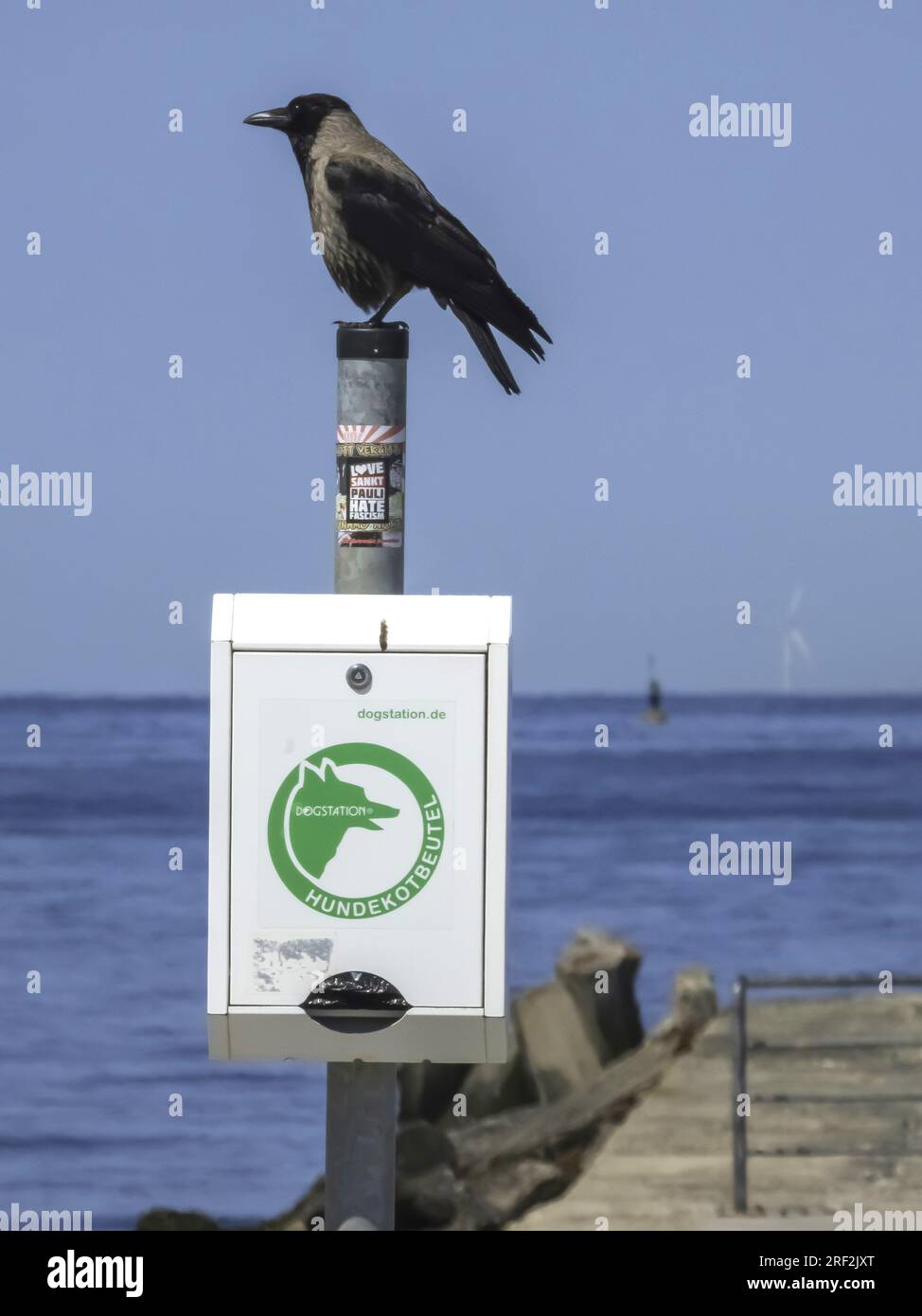 Hooded crow (Corvus corone cornix, Corvus cornix), perching on a metal ...