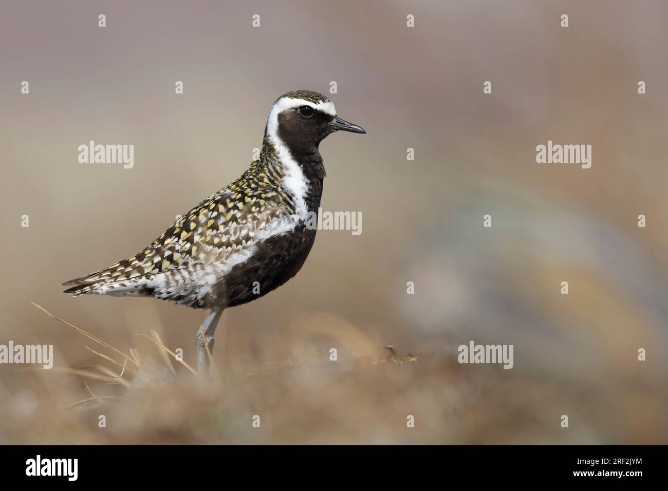 Pacific golden plover (Pluvialis fulva), adult male in breeding plumage ...