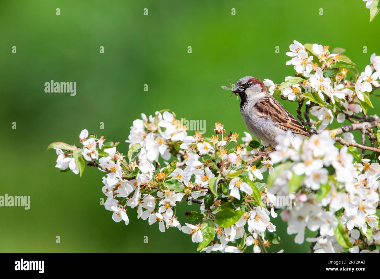 house sparrow (Passer domesticus), male with caught insect in beak ...