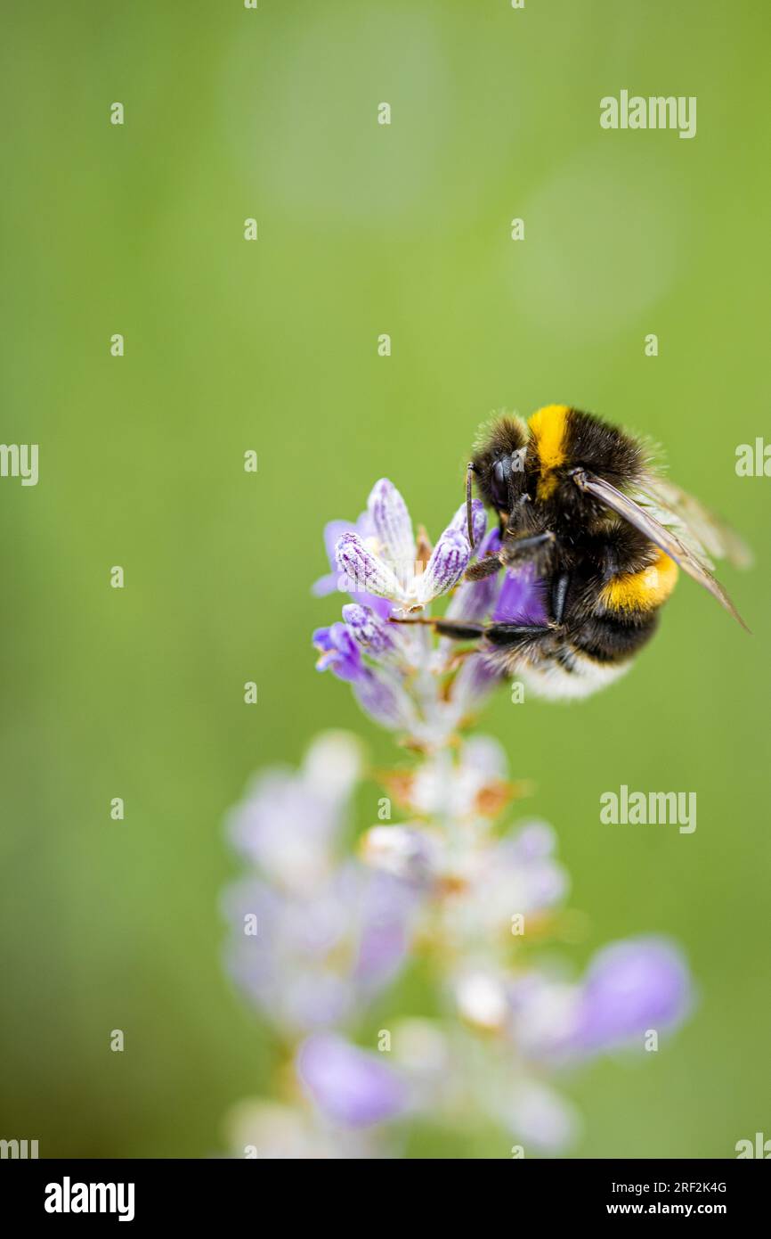Bumblebee collecting pollen on a lavender flower hi-res stock ...