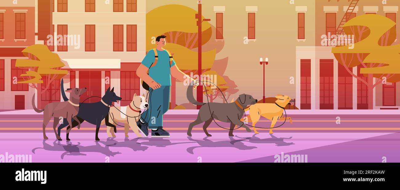 man dog handler walks with pets in urban park best friends domestic ...