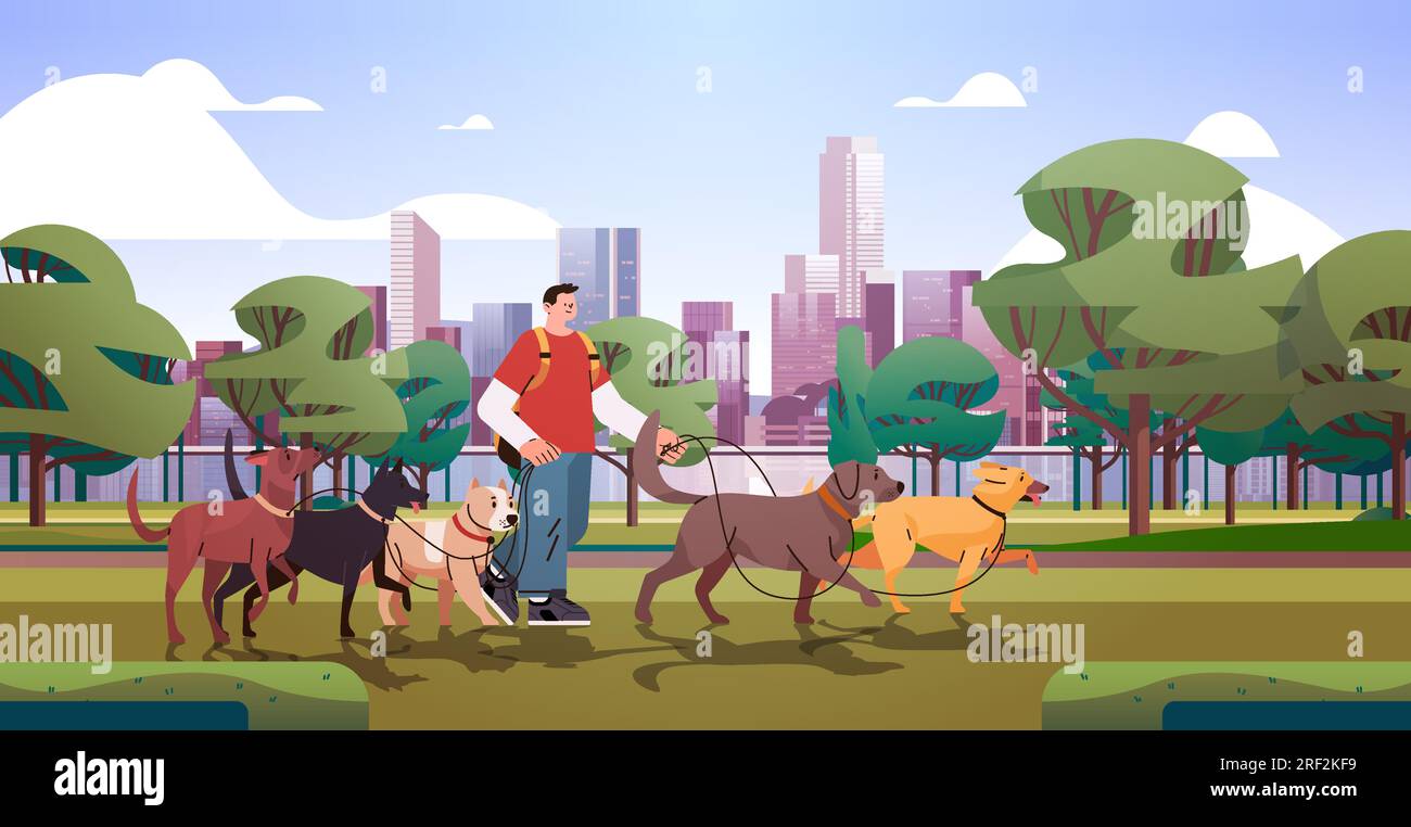 man dog handler walks with pets in urban park best friends domestic ...