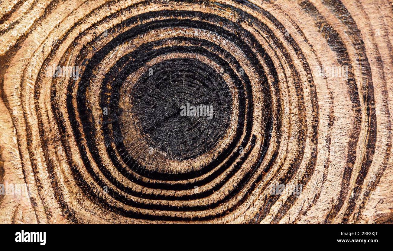 Walnut Tree Rings