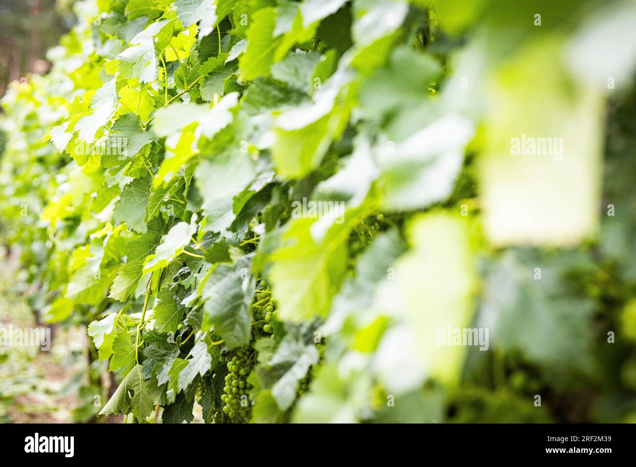Small family vineyard in summer. "Green harvest", the first selection ...