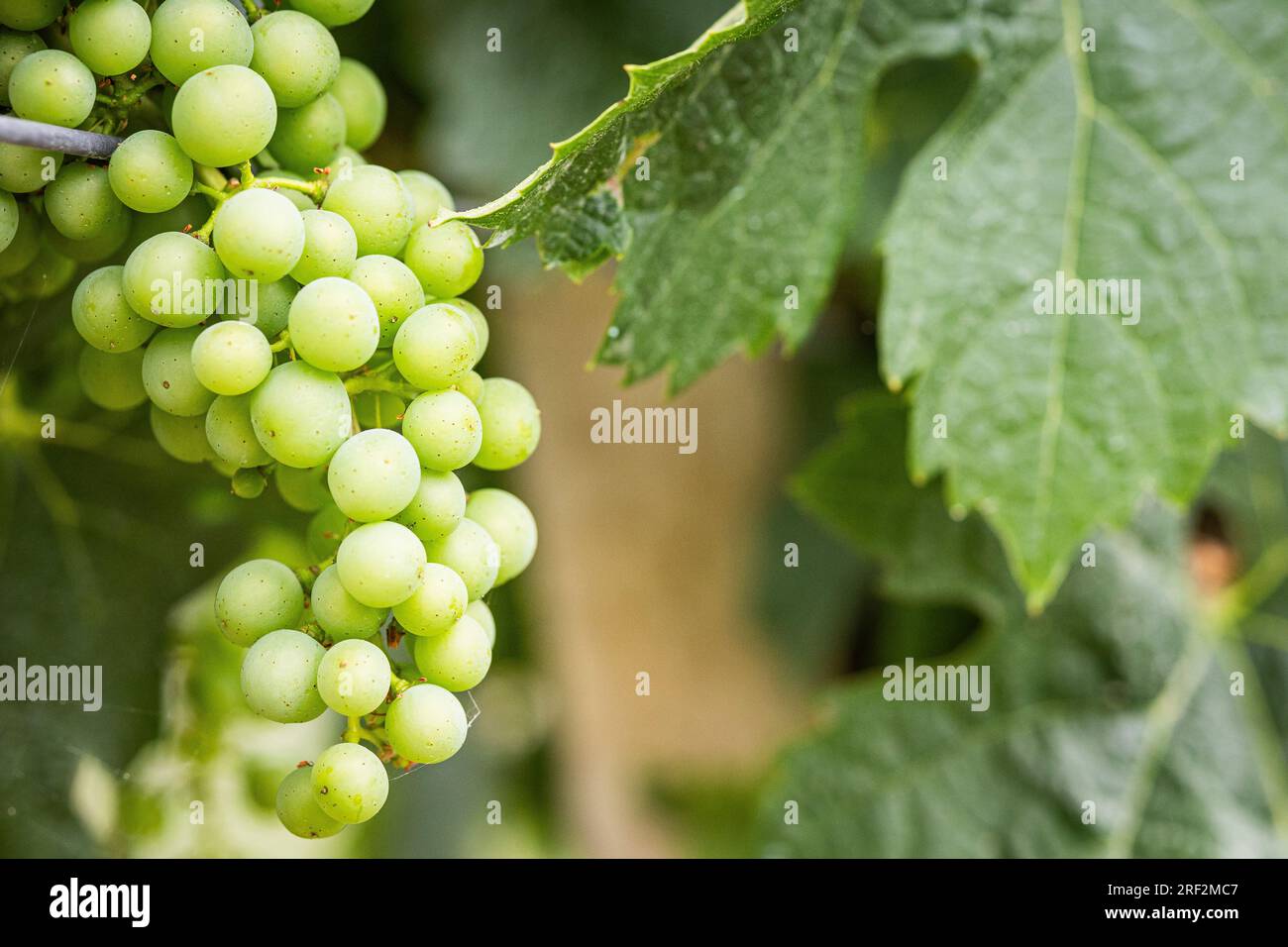 Unripe grapes in the vineyard. Bunches among the leaves on a sunny day ...