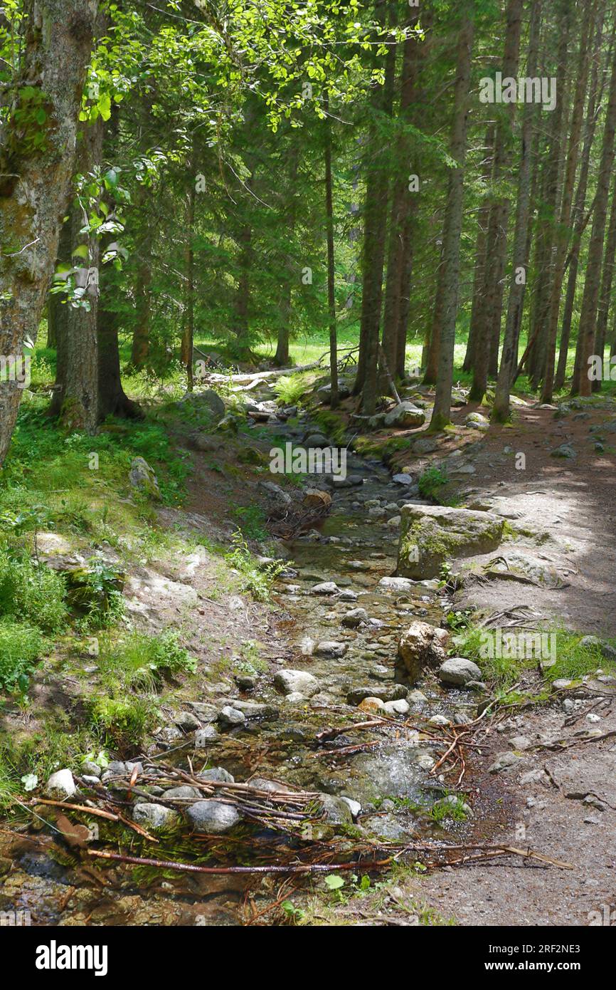 France, Chamonix : foret à côté de l'Arve Stock Photo - Alamy