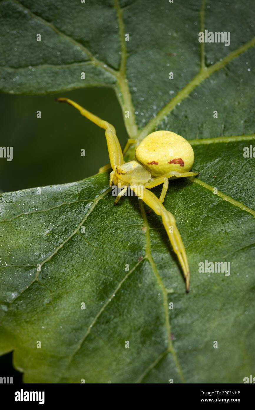 Crab spider yellow hi-res stock photography and images - Alamy