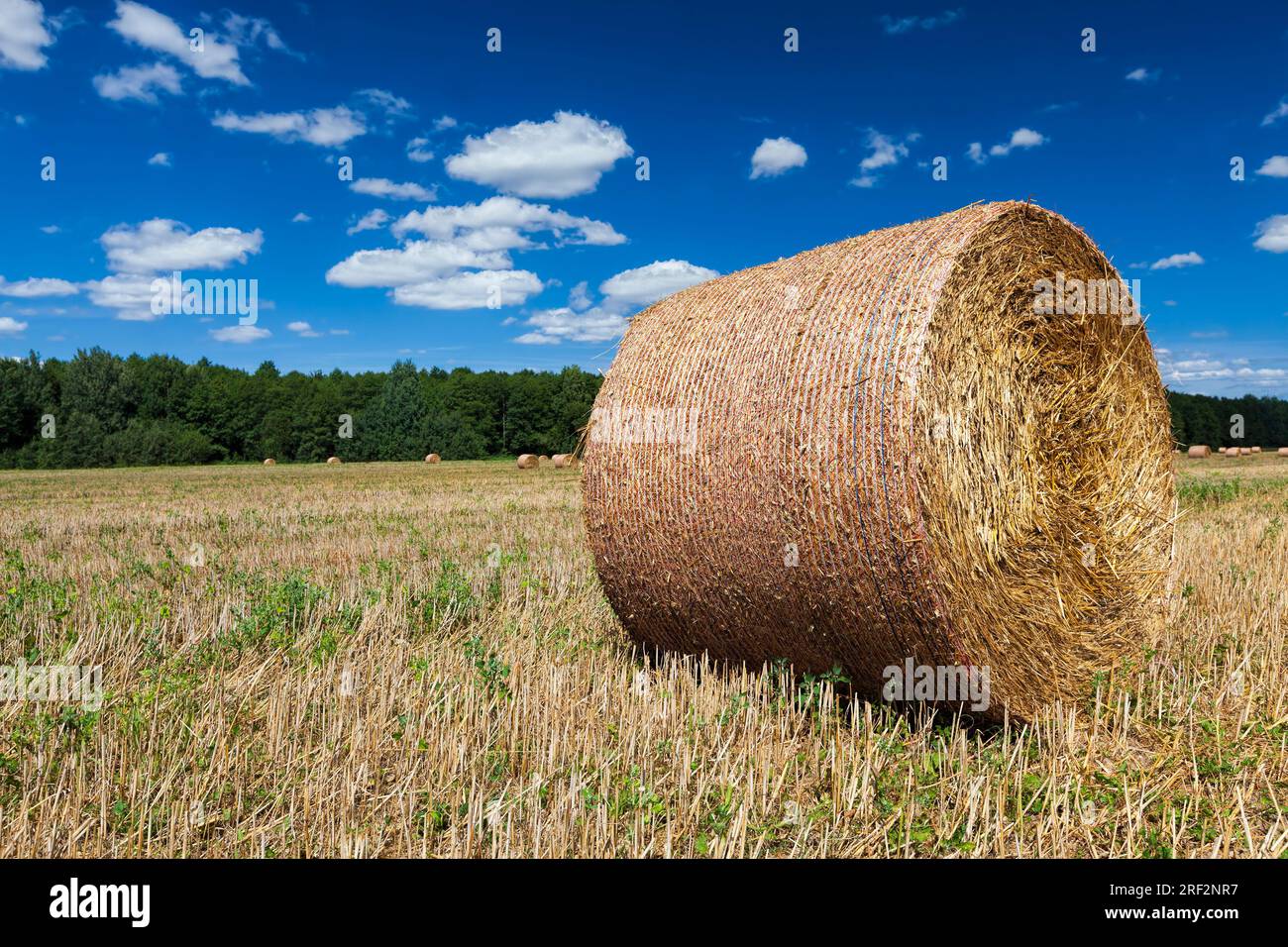 agricultural field with haystacks after harvesting rye, from rye there ...