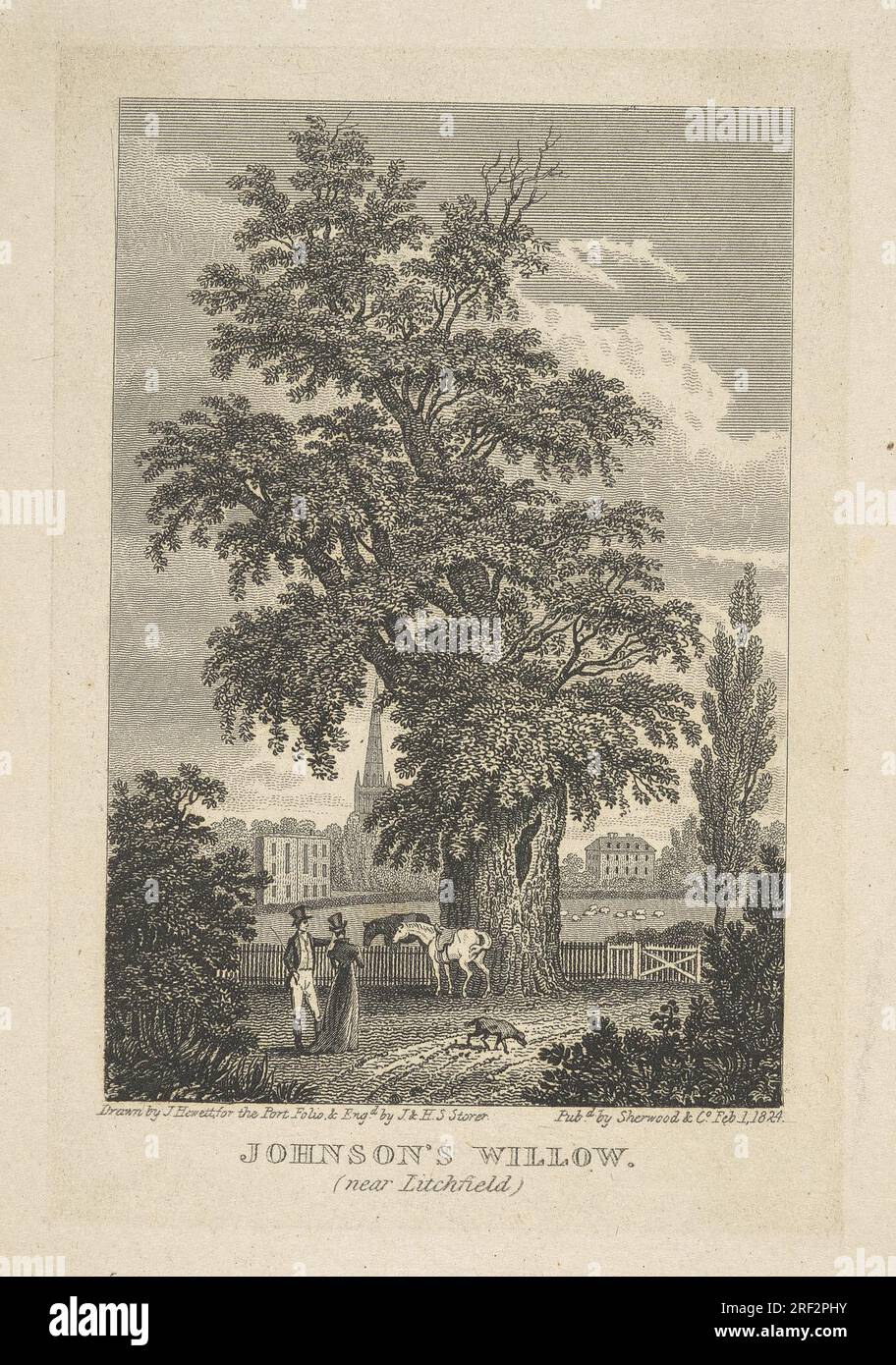 Johnson's Willow by James Sargant Storer Stock Photo - Alamy
