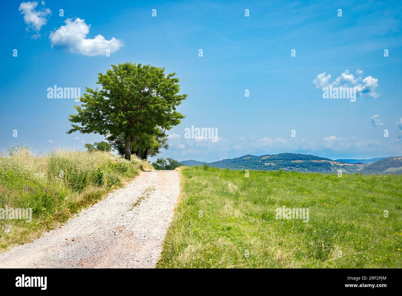 Idyllic panoramic landscape, lonely tree among, country road, green ...