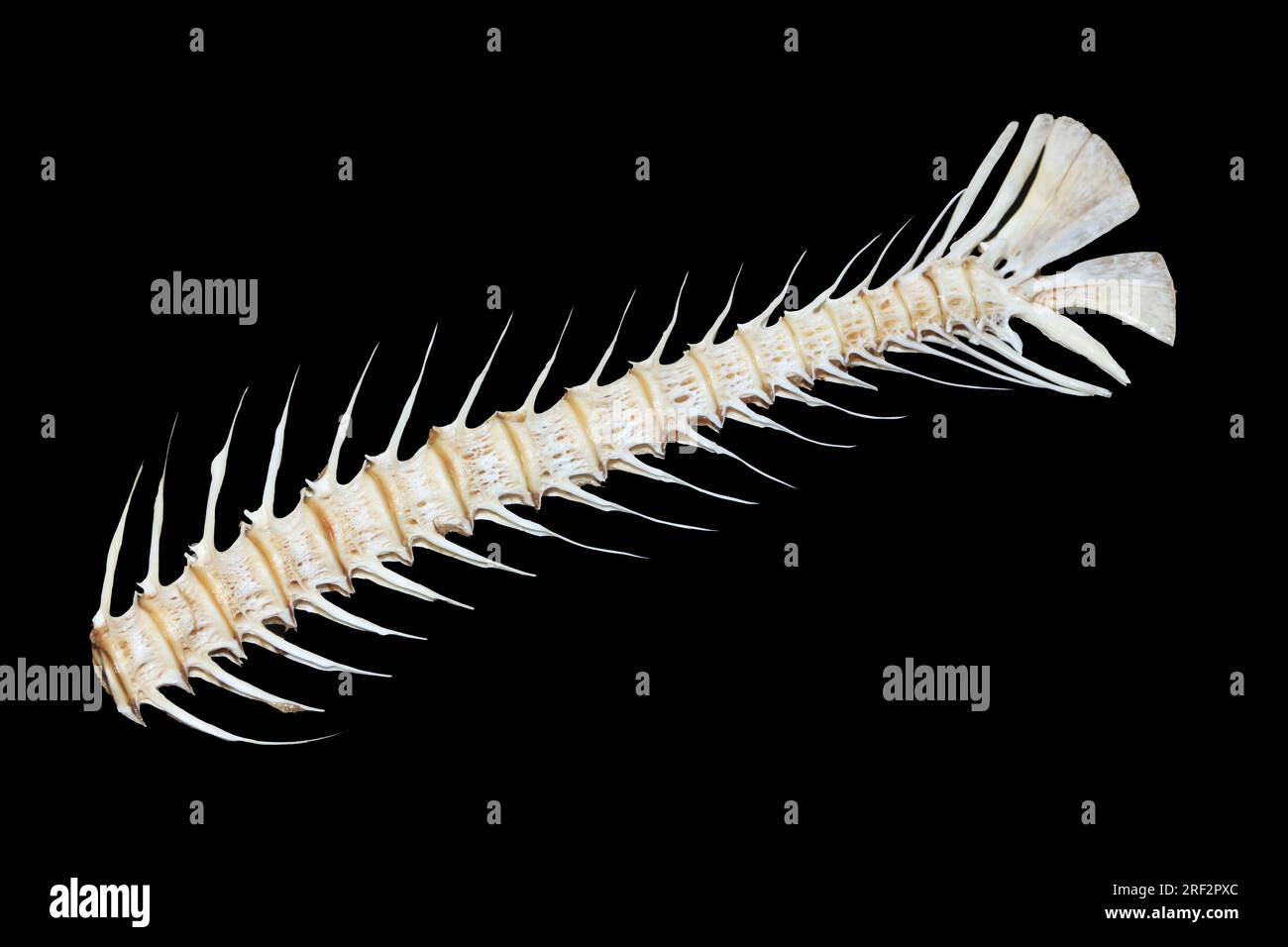 Body fossils hi-res stock photography and images - Alamy