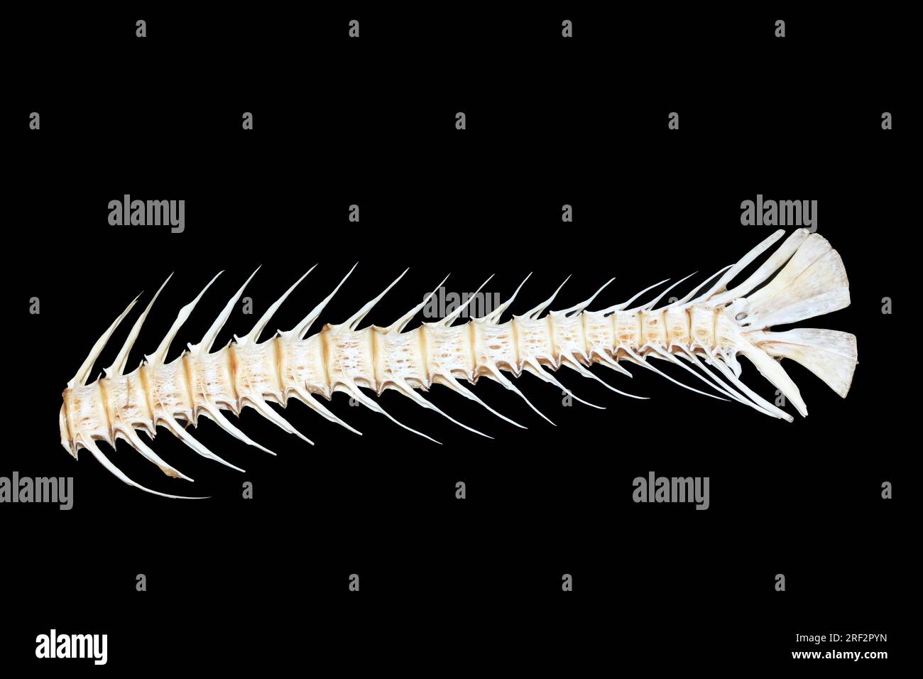 fishbone on a black background Stock Photo - Alamy