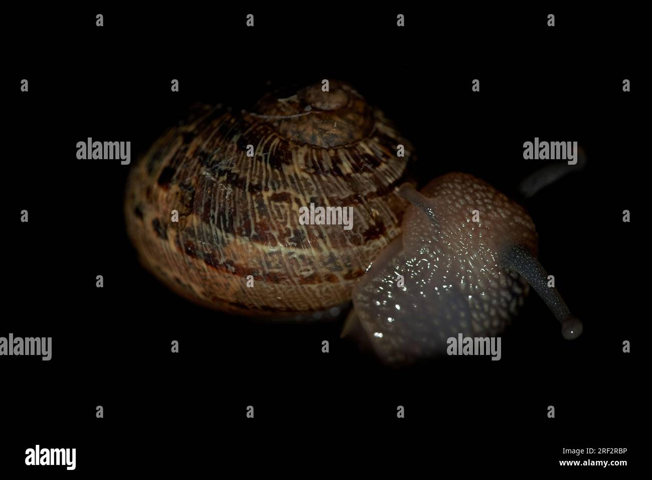 Cantareus aspersus hi-res stock photography and images - Alamy