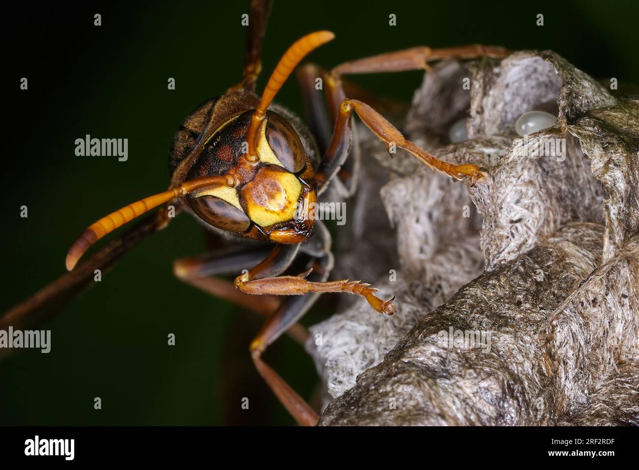 An Australian paper wasp (Polistes humilis) protecting and caring for ...