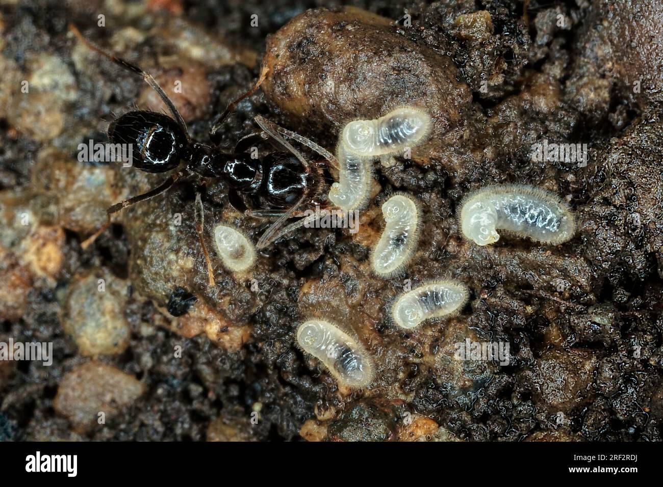 A whitefooted house ant - Technomyrmex albipes - tending to and looking ...